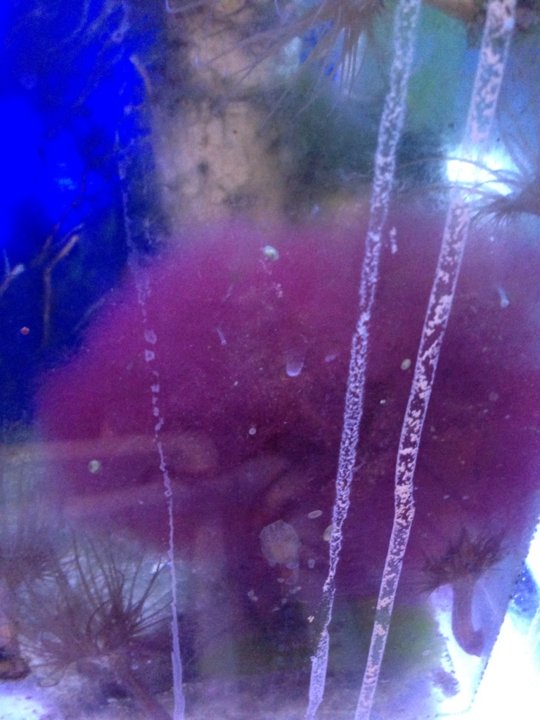 Red cotton candy algae problem | MASC - Marine Aquarium Society of Colorado